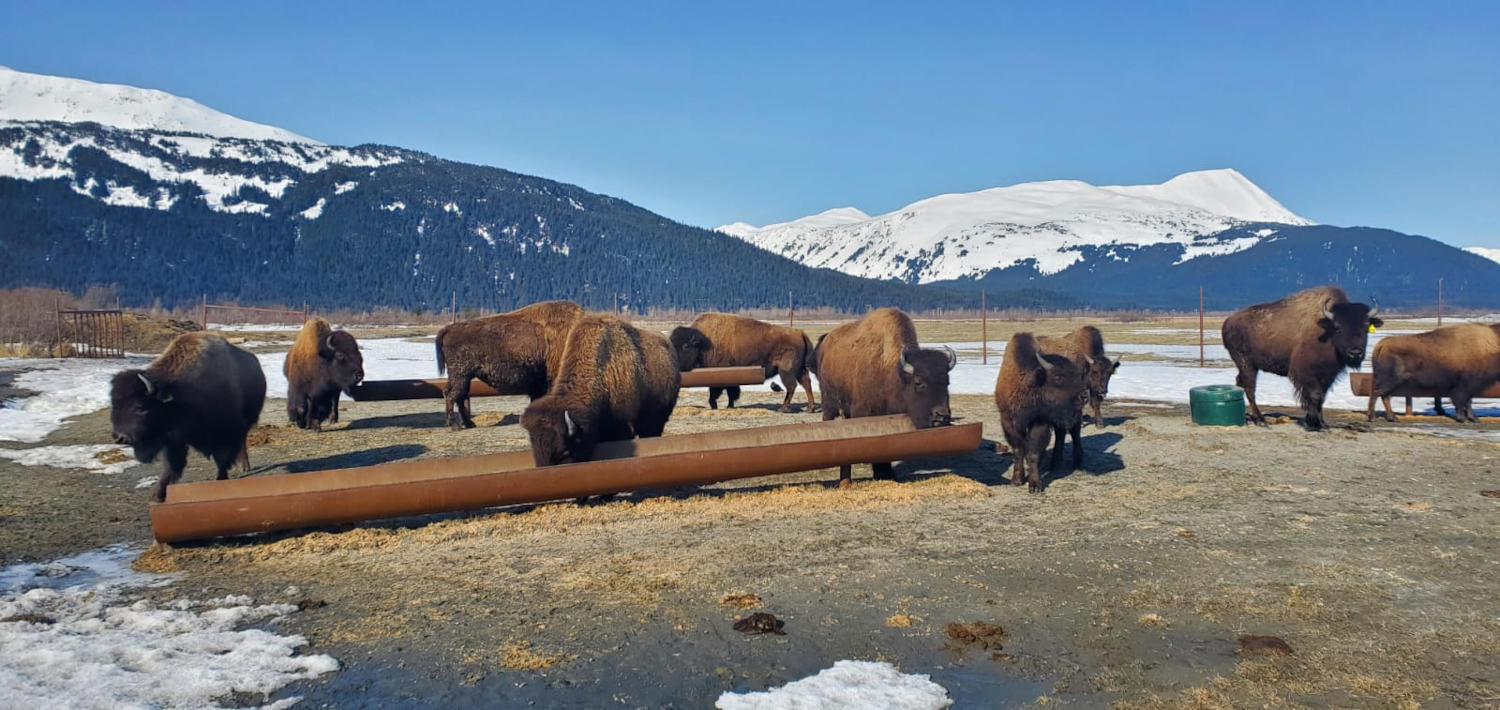 Alaska - Królestwo Natury - Kraina Lodu i Ognia